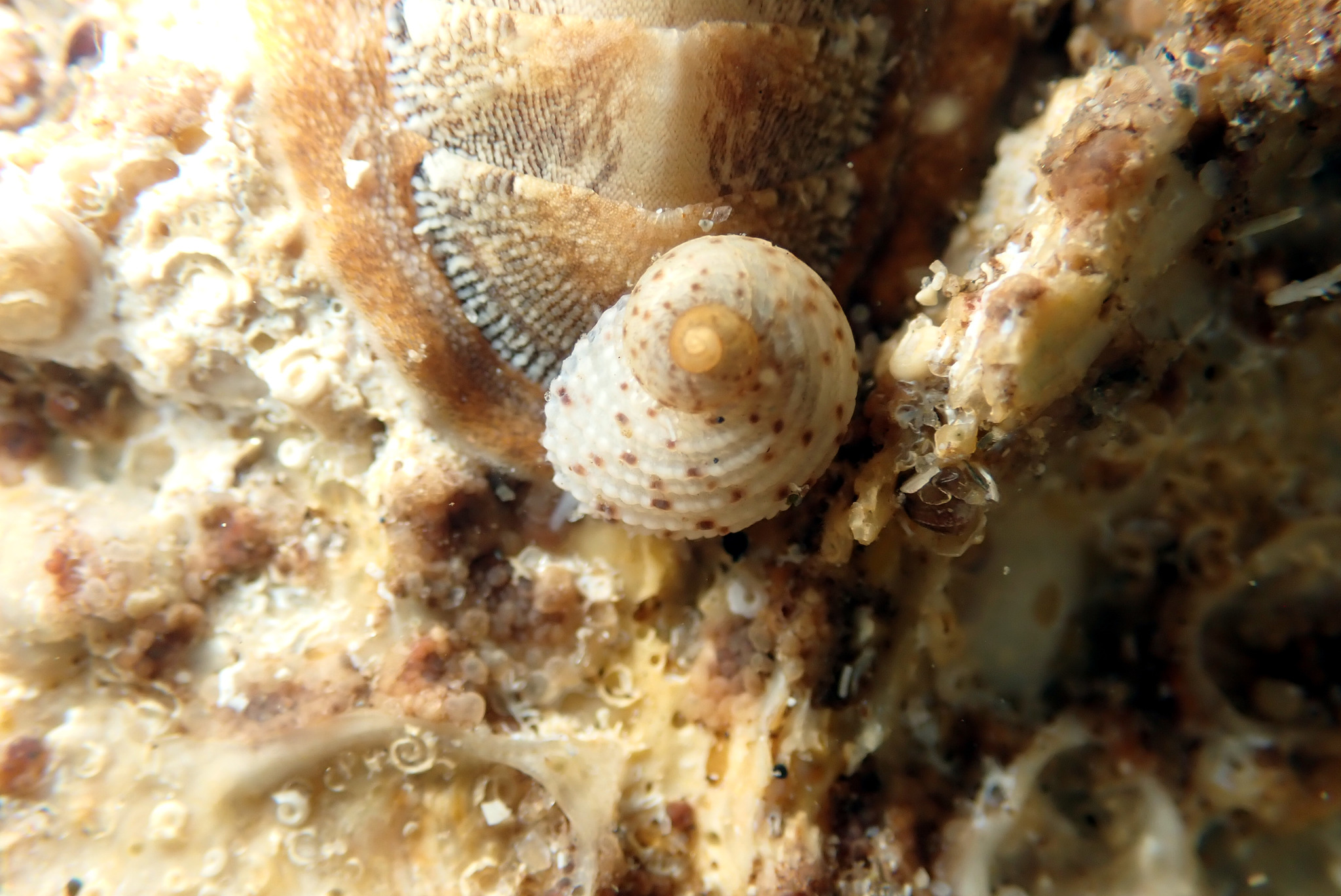 Granata imbricata (Lamarck, 1816)