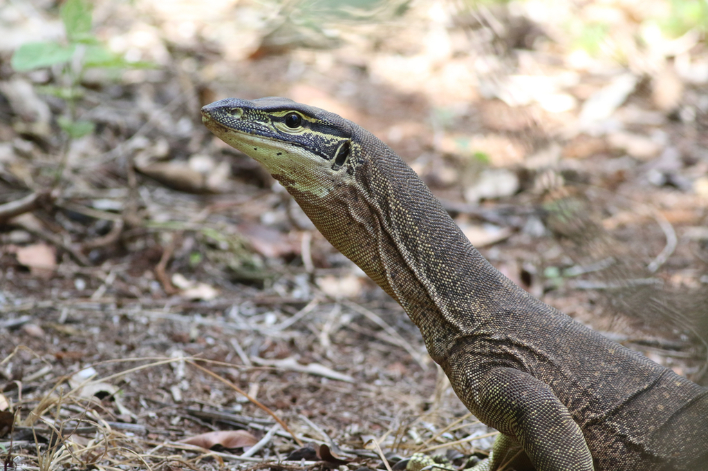 Varanus panoptes panoptes from Pine Mountain QLD 4306, Australia on ...