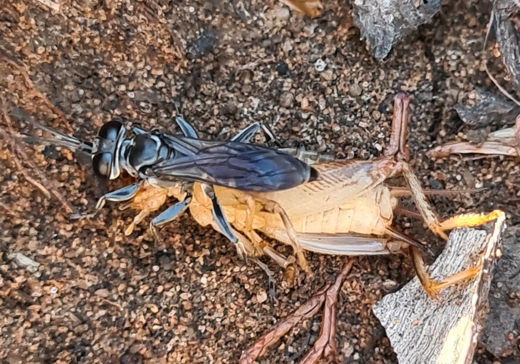 Liris from Enfield SA 5085, Australia on January 26, 2022 at 04:35 PM ...