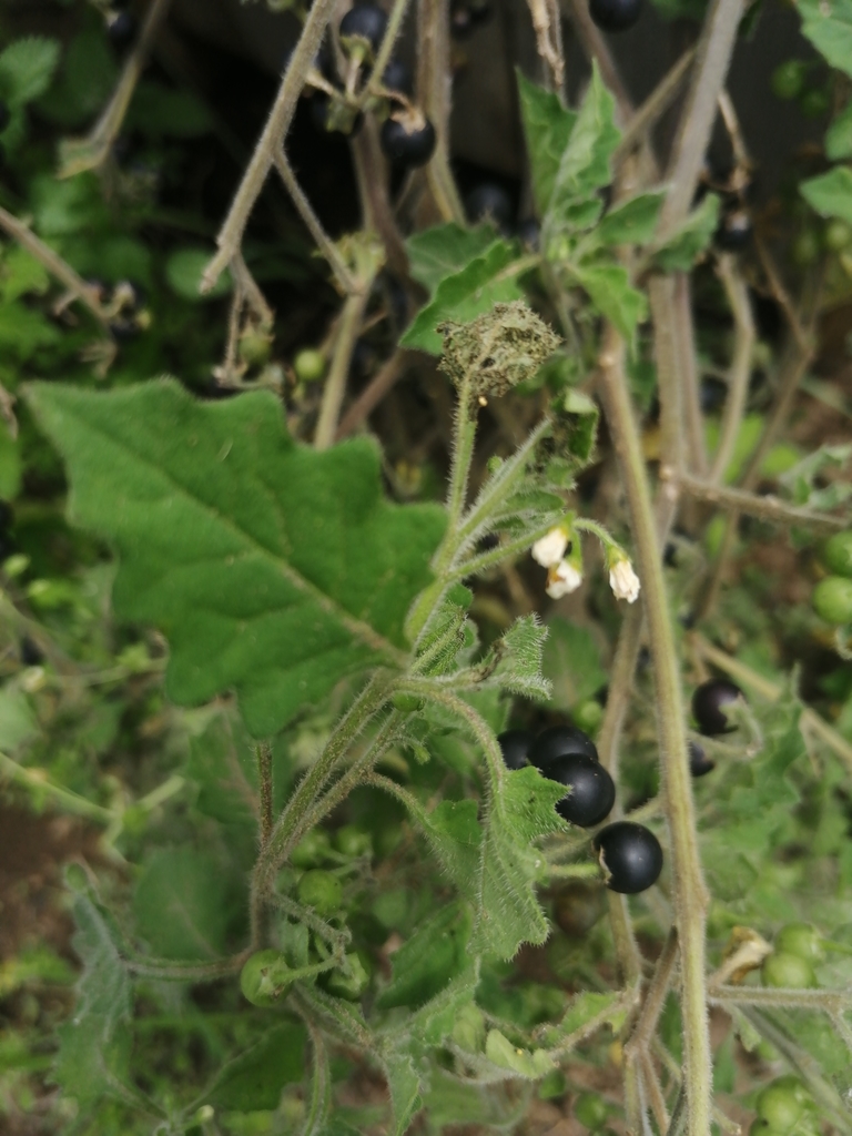 Black Nightshade Complex from 6 New Street, Ladybrand, 9745, South ...