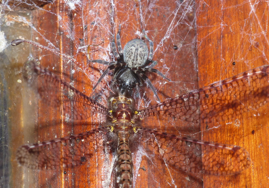 Grey House Spider from House on January 26, 2022 at 09:40 AM by Sally ...