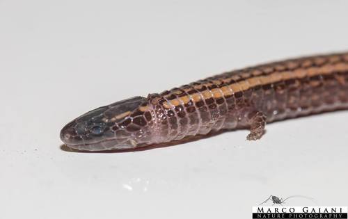 LaGuaira Bachia (Bachia heteropa) · iNaturalist