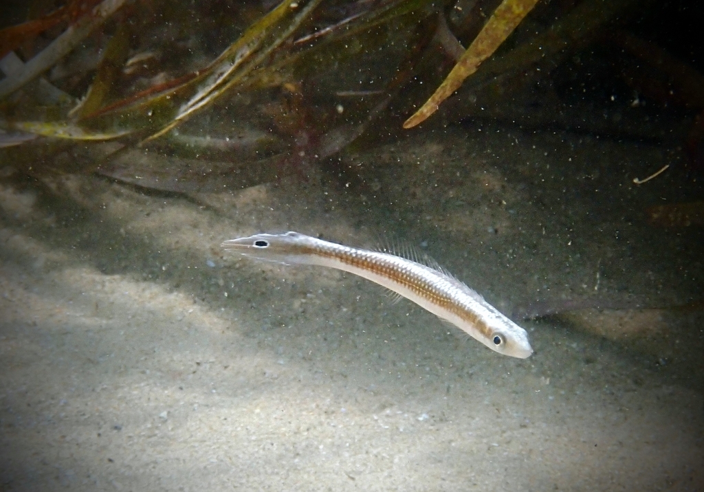 Slender Weed Whiting from Port Noarlunga Jetty on January 26, 2022 at ...