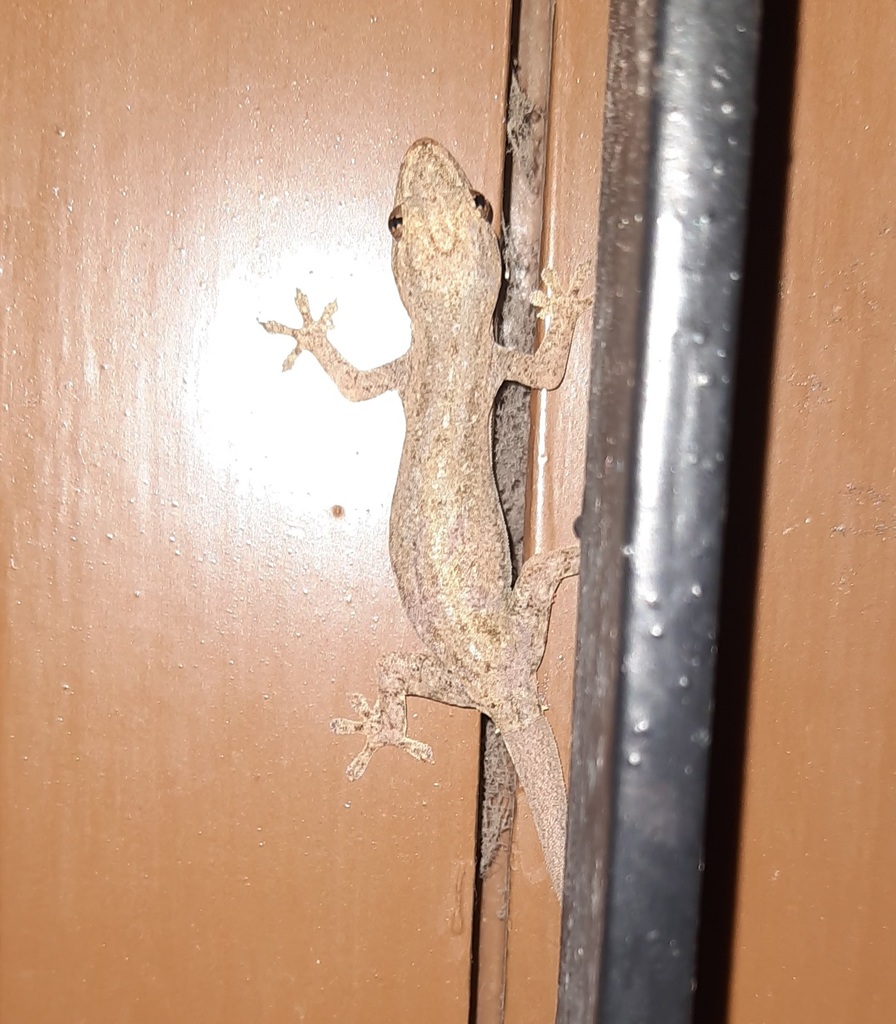 Asian House Gecko from Nungambakkam, Chennai, Tamil Nadu, India on ...