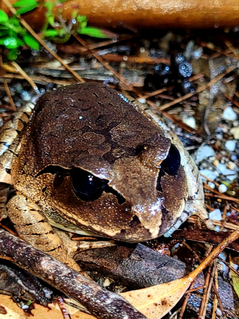Great Barred Frog from Glen Elgin NSW 2370, Australia on January 26 ...
