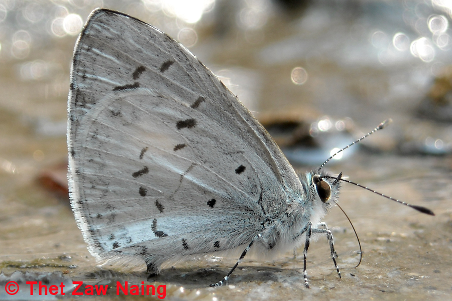 pale hedge blue from Putao, Myanmar (Burma) on March 19, 2009 at 11:10 ...