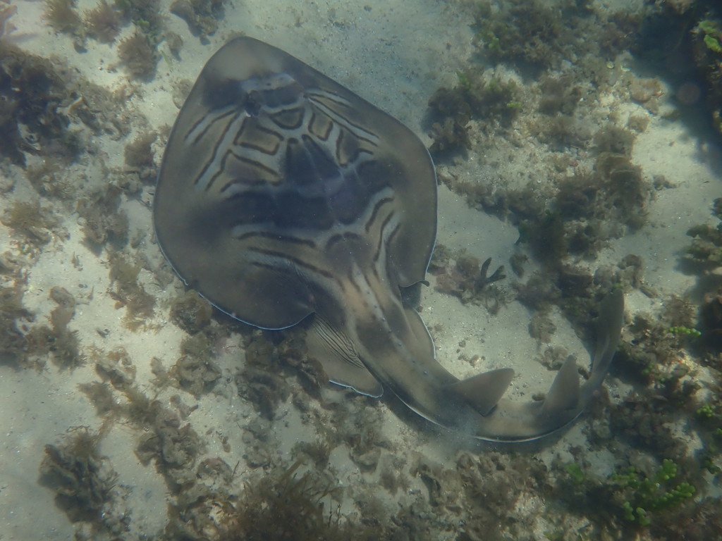 Banjo Ray from Shoalhaven, NSW, Australia on January 23, 2022 at 02:08 ...