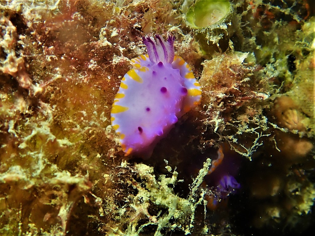 Mexichromis macropus from Wreck Trail, Rockingham, WA, Australia on ...