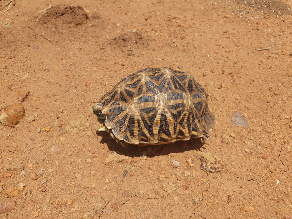 Serrated Tortoise from Lejweleputswa, Free State, South Africa on ...