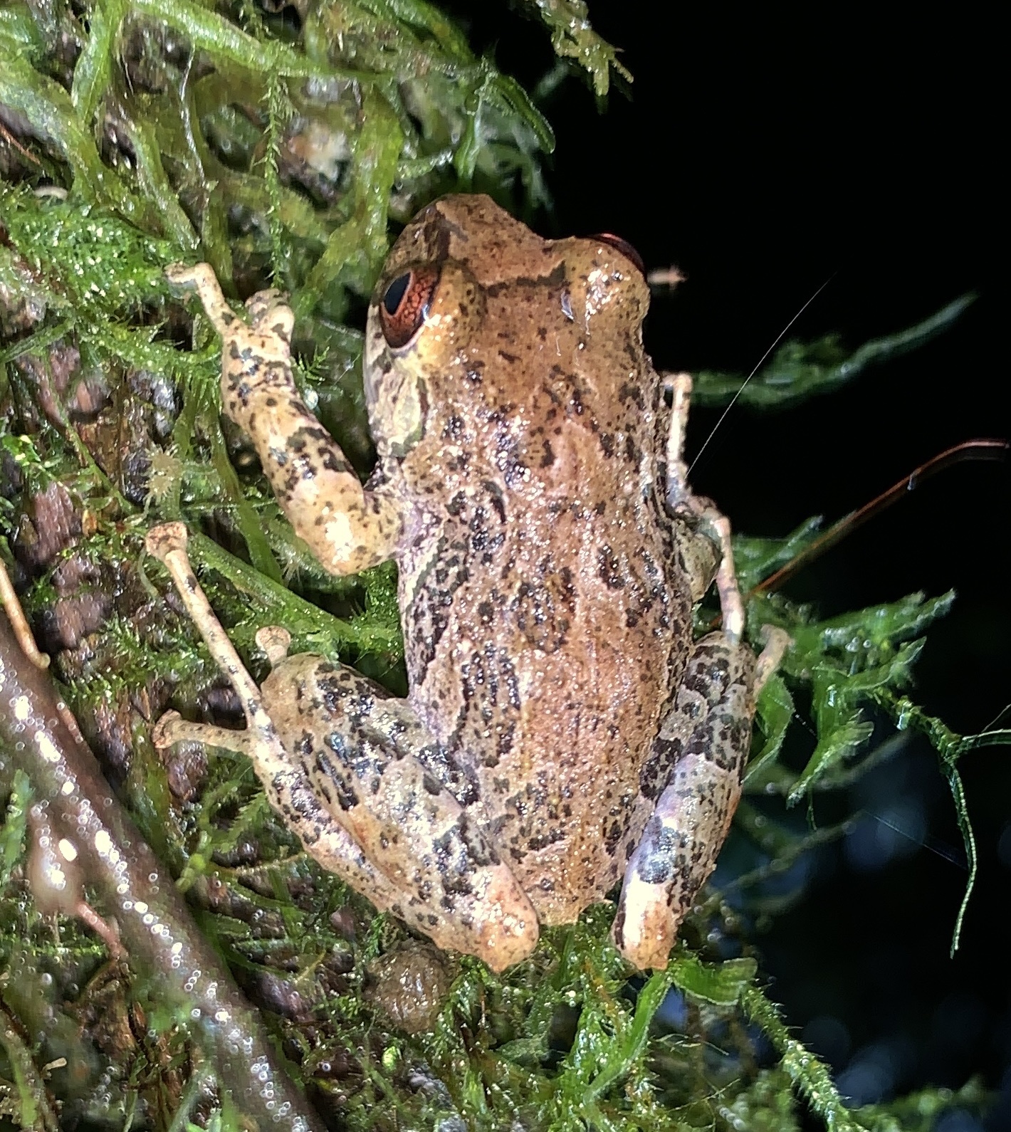 Pristimantis labiosus (Lynch, Ruiz-Carranza & Ardila-Robayo, 1994)