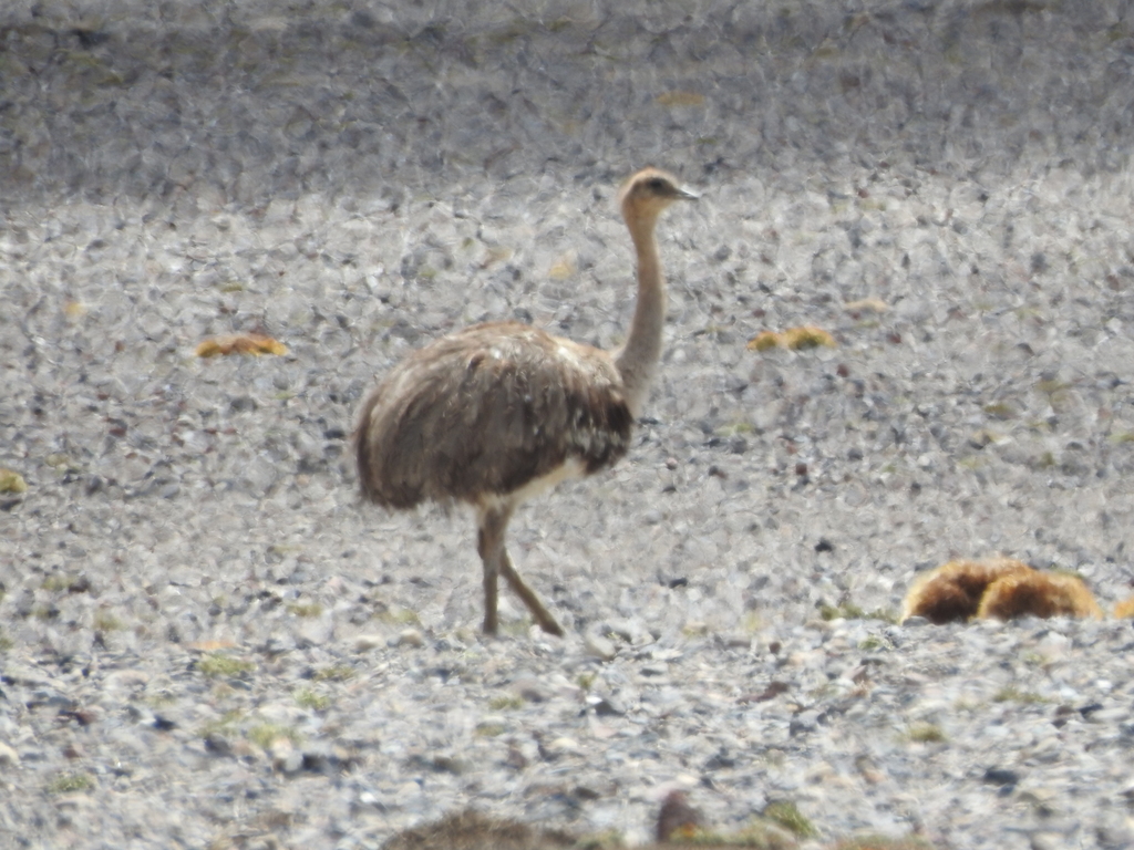 Puna Rhea in January 2022 by ggroitman · iNaturalist