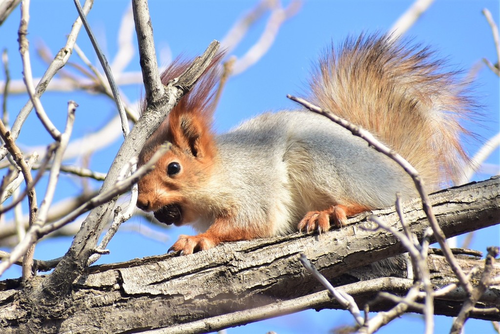 Siberian Red Squirrel (Sciurus vulgaris exalbidus) - Know Your Mammals