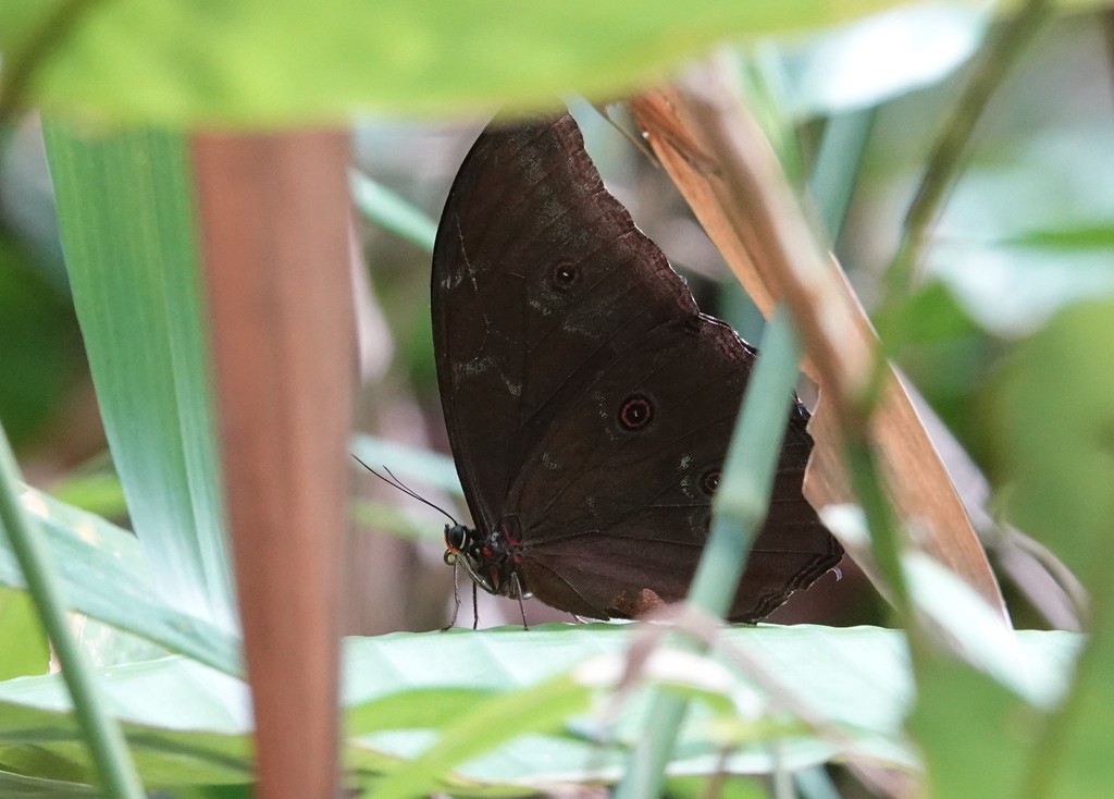 Menelaus Morpho from Potaro-Siparuni, Guyana on January 17, 2022 at 10: ...