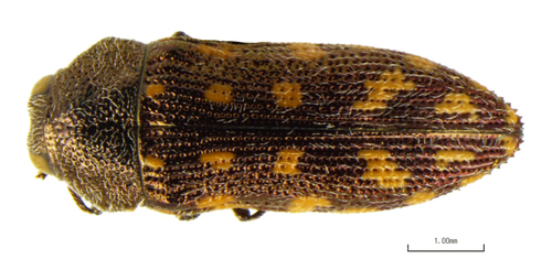 Acmaeodera adusta · iNaturalist