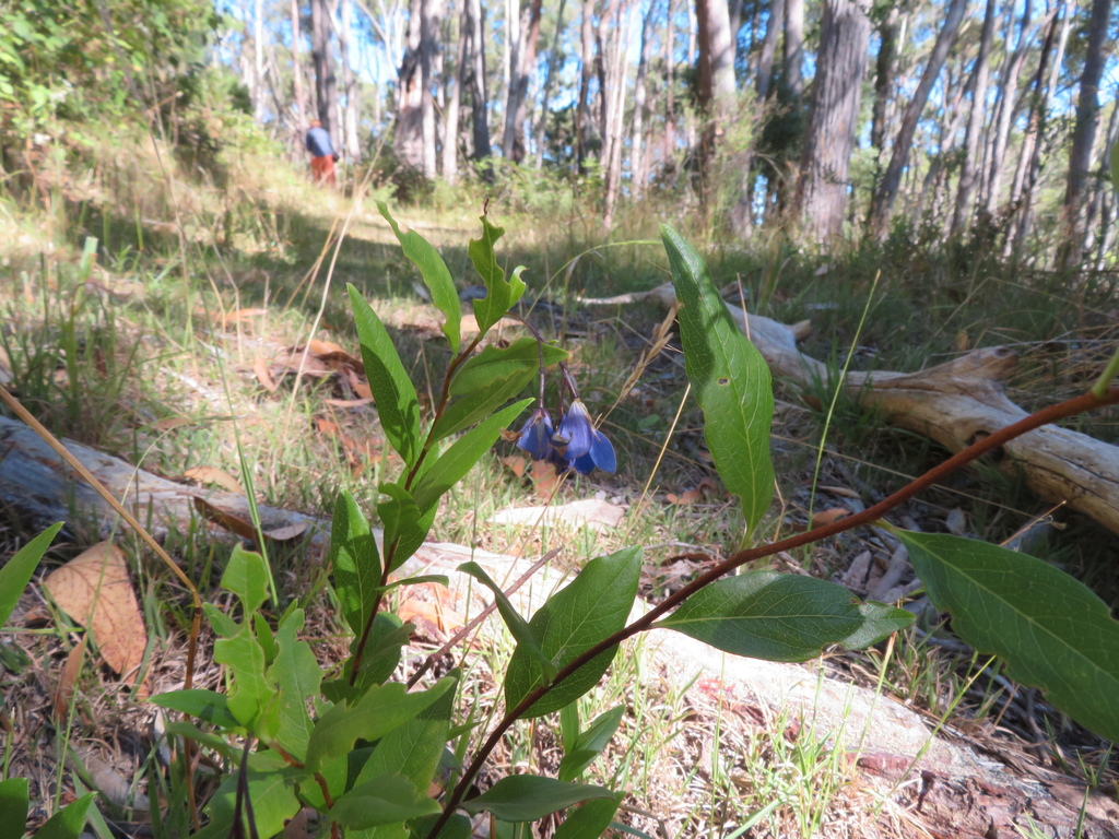 apple-berries from Mount George SA 5155, Australia on January 26, 2022 ...