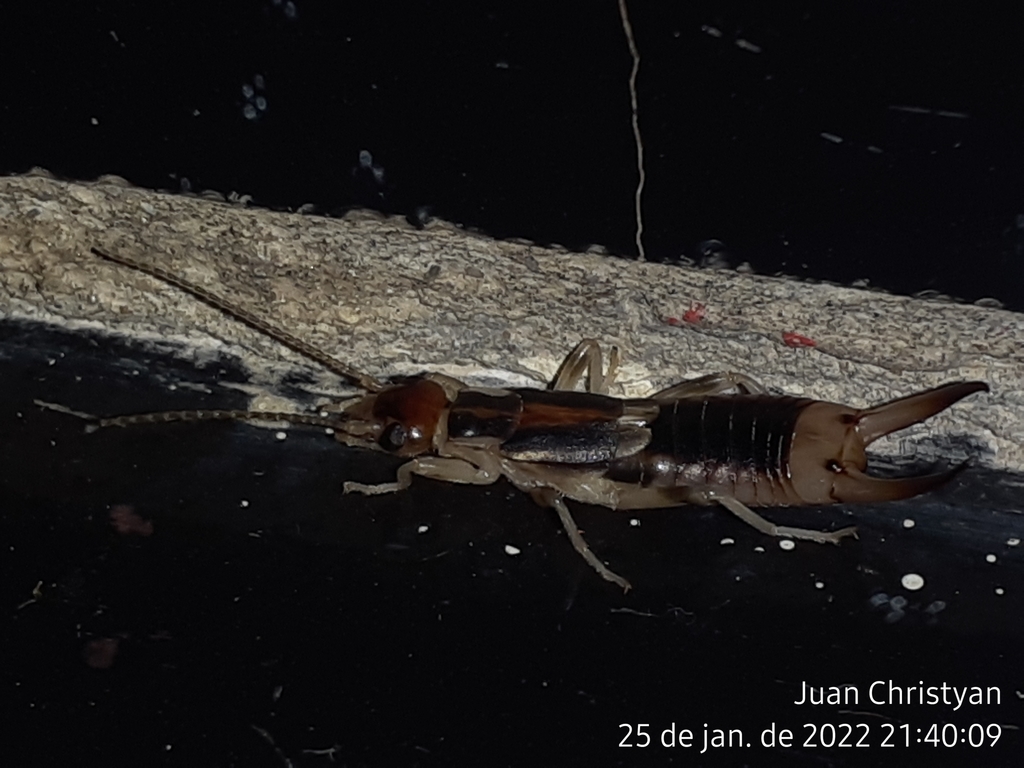Labidura from Centro, Rondonópolis - MT, Brasil on January 25, 2022 at ...