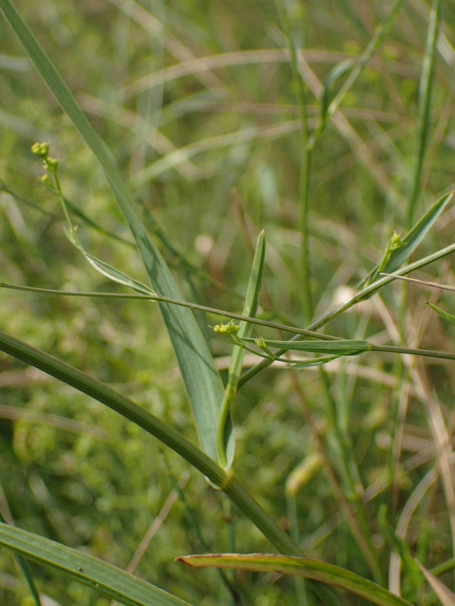 Bupleurum praealtum L.