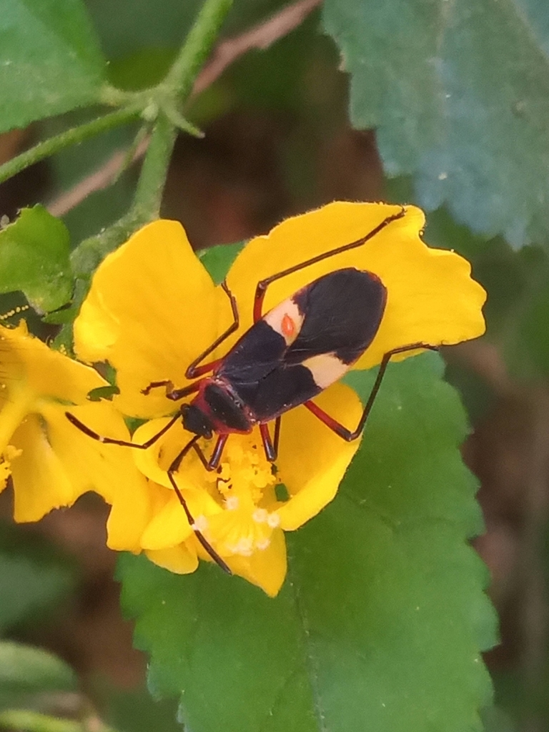 Dysdercus albofasciatus from La Lucila on February 28, 2021 at 10:38 AM ...