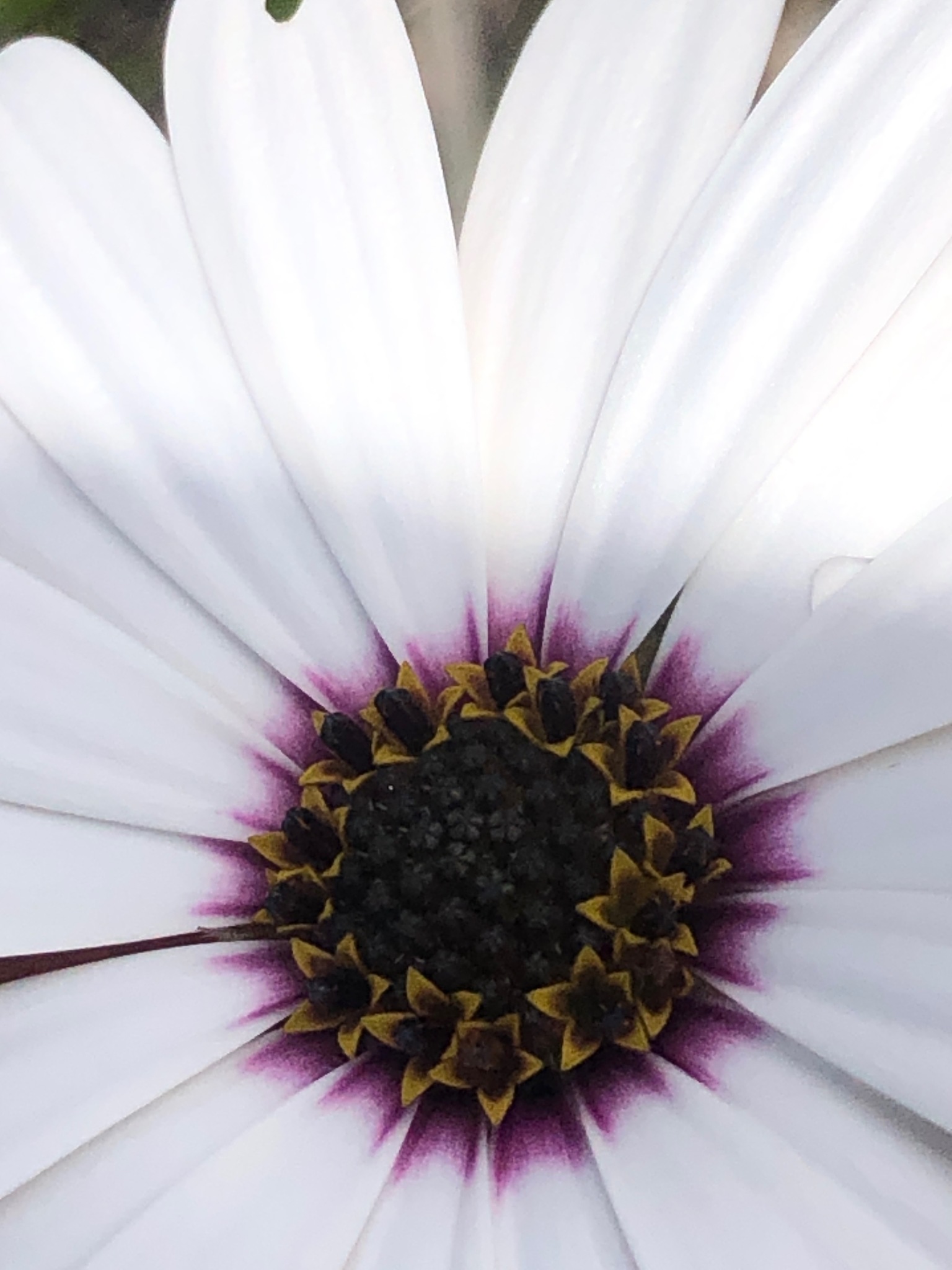 Dimorphotheca nudicaulis (L.) DC.