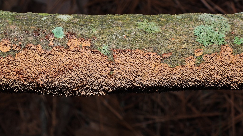 brown-toothed crust fungus from Dorchester County, MD, USA on January ...