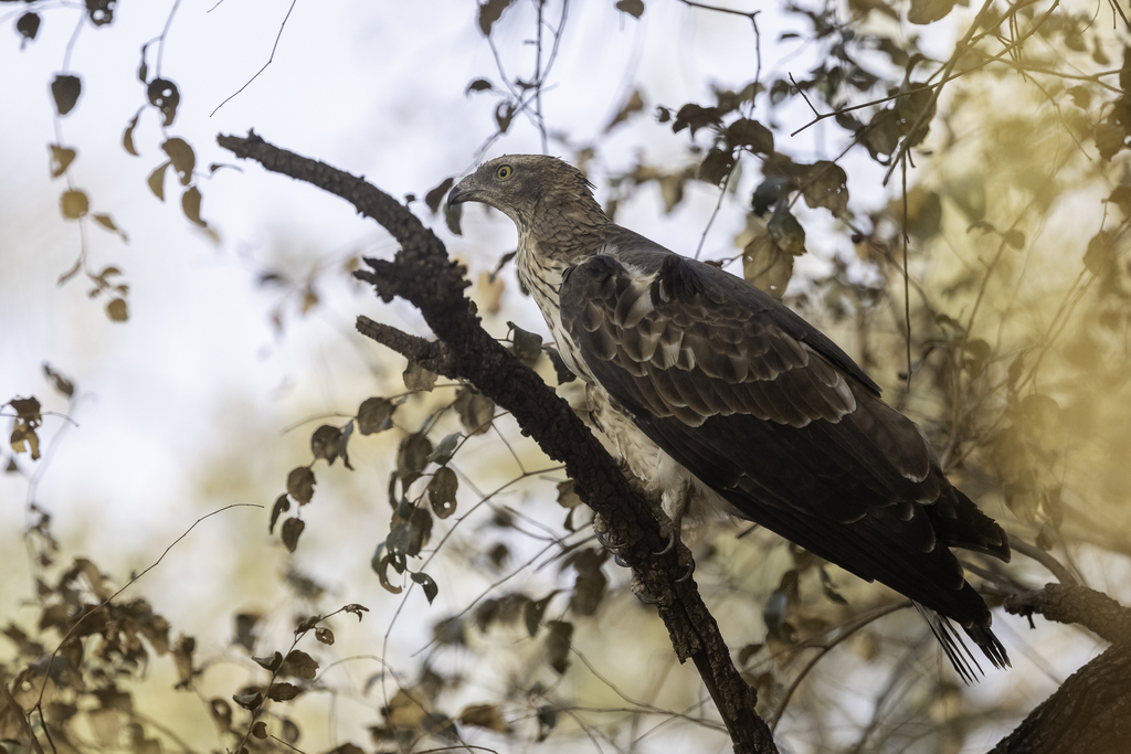 Oriental Honey-buzzard (Birds of Kanger Valley National Park) · iNaturalist