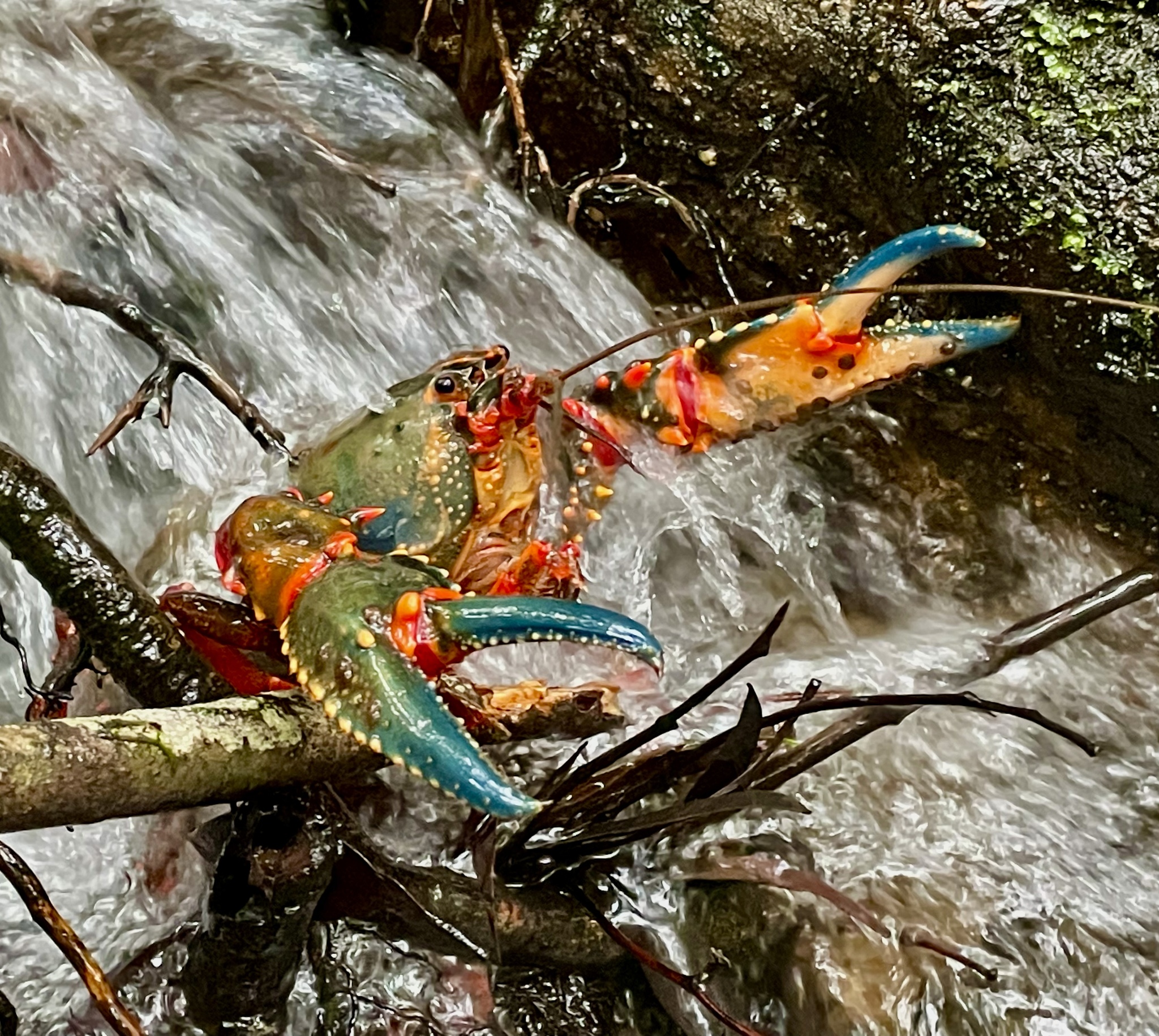 Euastacus spinifer (Heller, 1865)