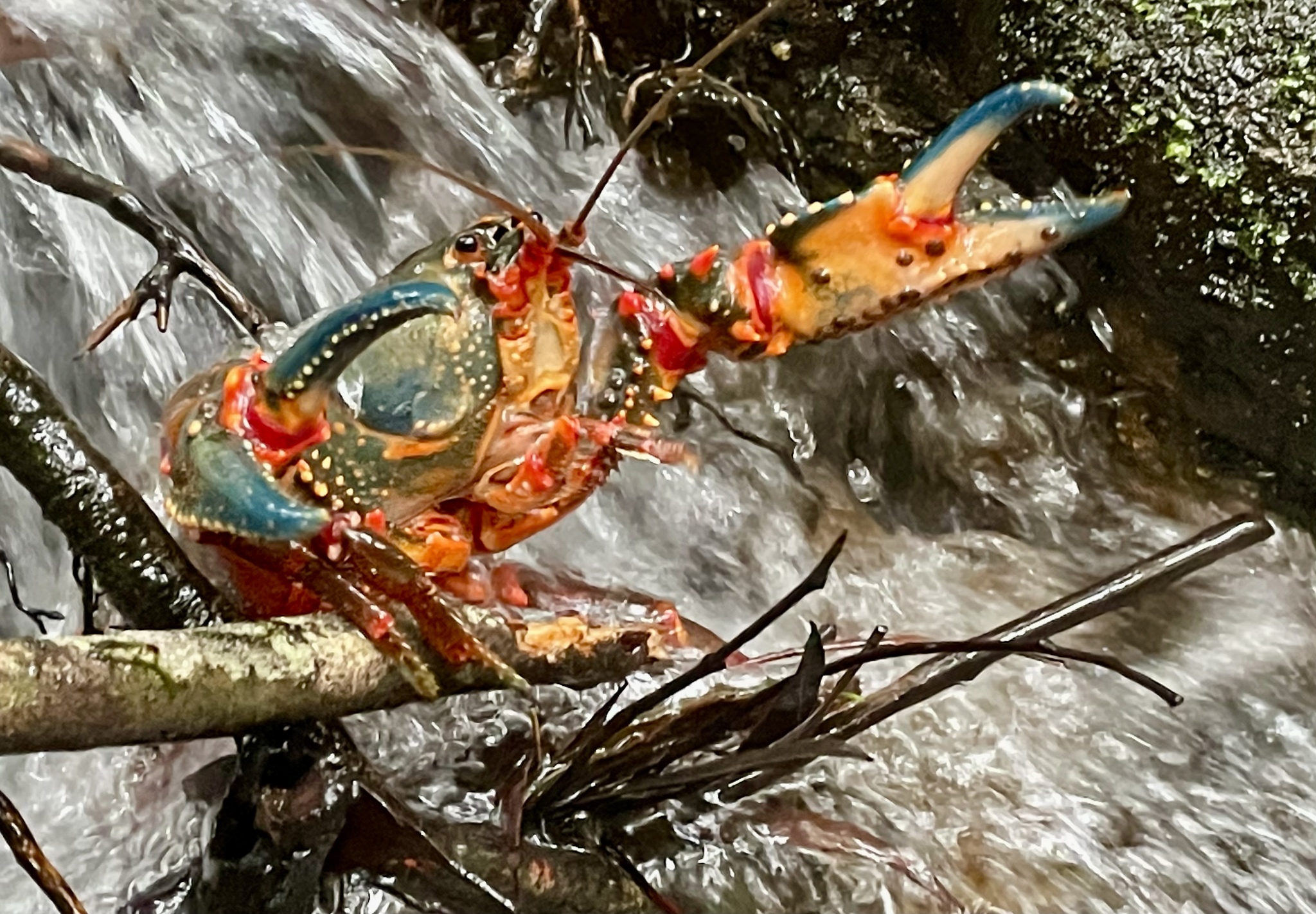 Euastacus spinifer (Heller, 1865)
