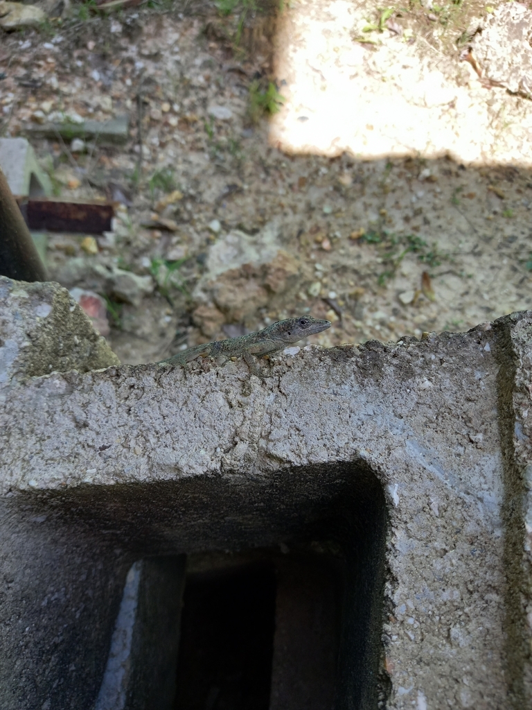 Bronze Anole from Tunapuna/Piarco Regional Corporation, Trinidad and ...