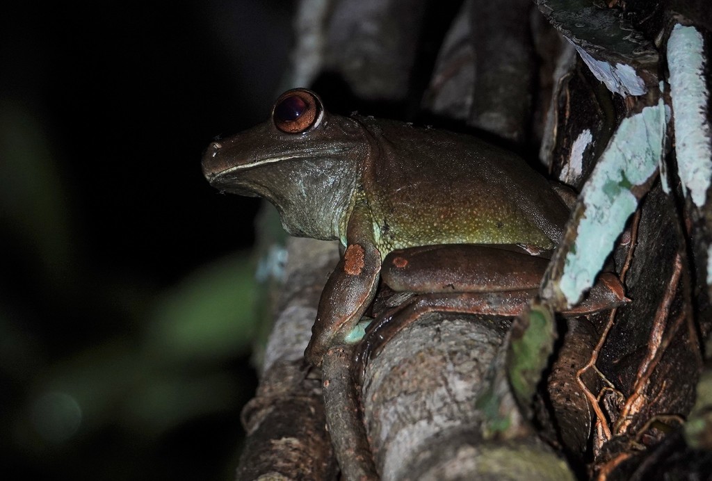 Rusty Tree Frog from Iwokrama River Lodge - Kurupukari Crossing ...