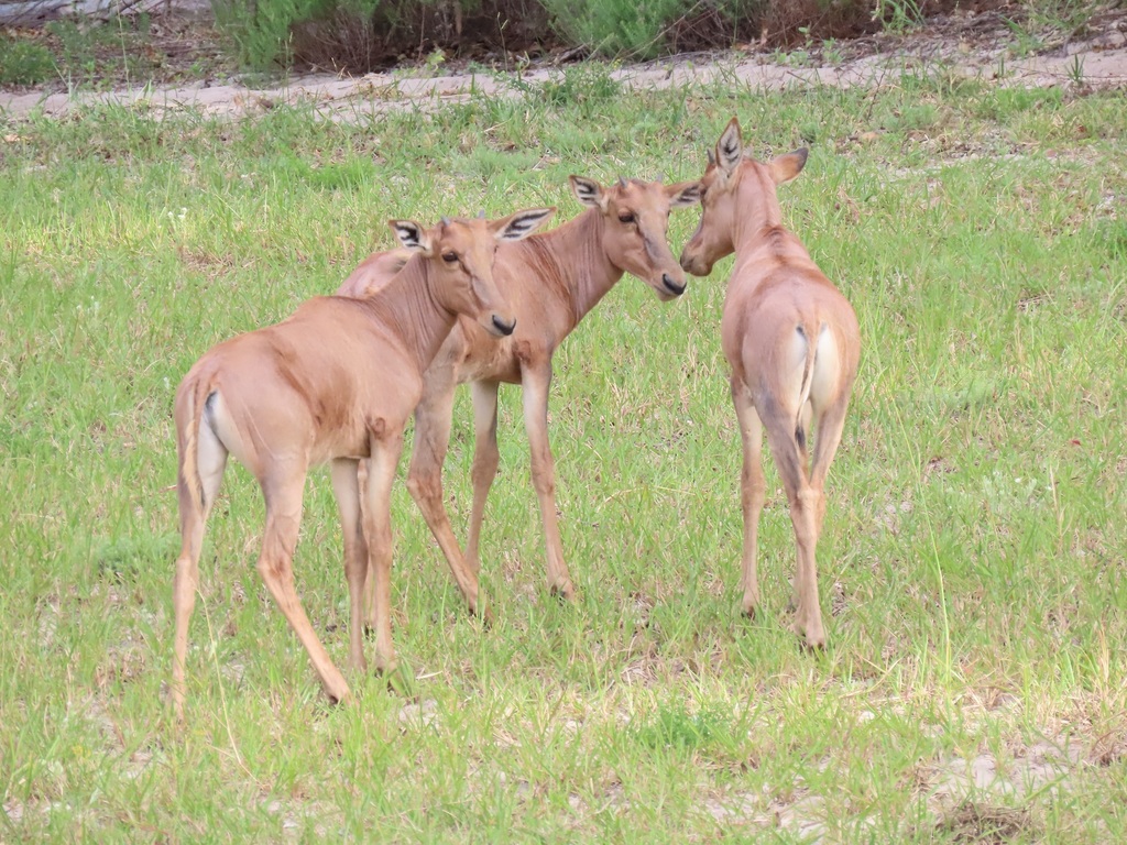 Common Tsessebe in January 2022 by magdastlucia · iNaturalist