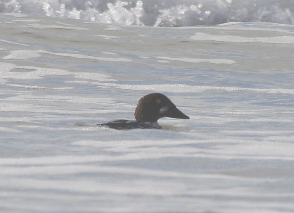 Common Goldeneye from Santa Cruz County, CA, USA on January 15, 2022 at ...