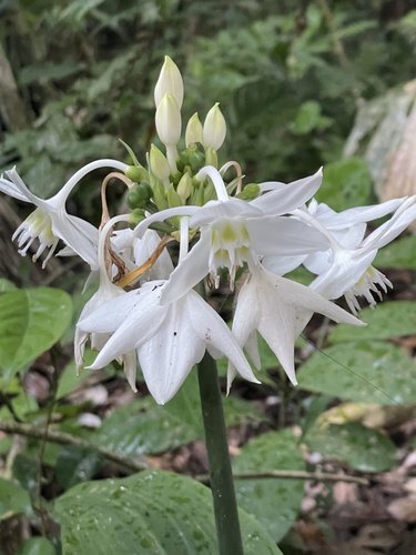 Urceolina formosa · iNaturalist