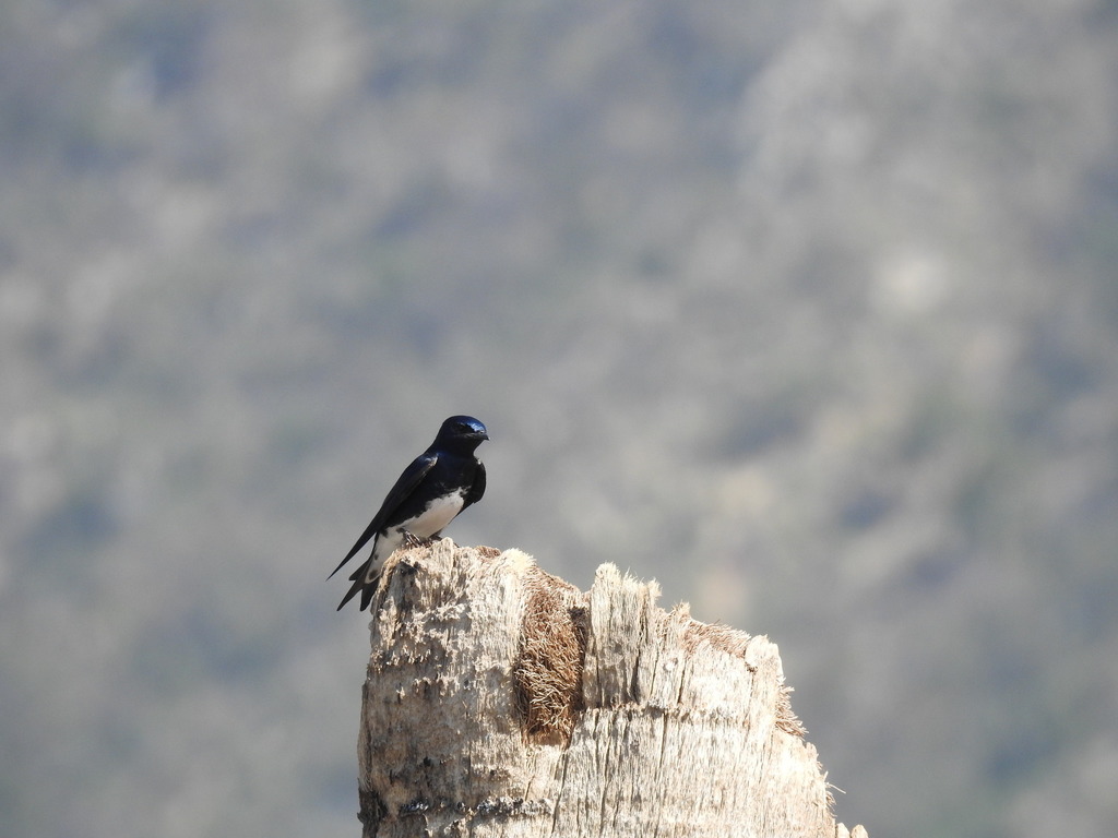 Caribbean Martin from Independencia, República Dominicana on March 18 ...
