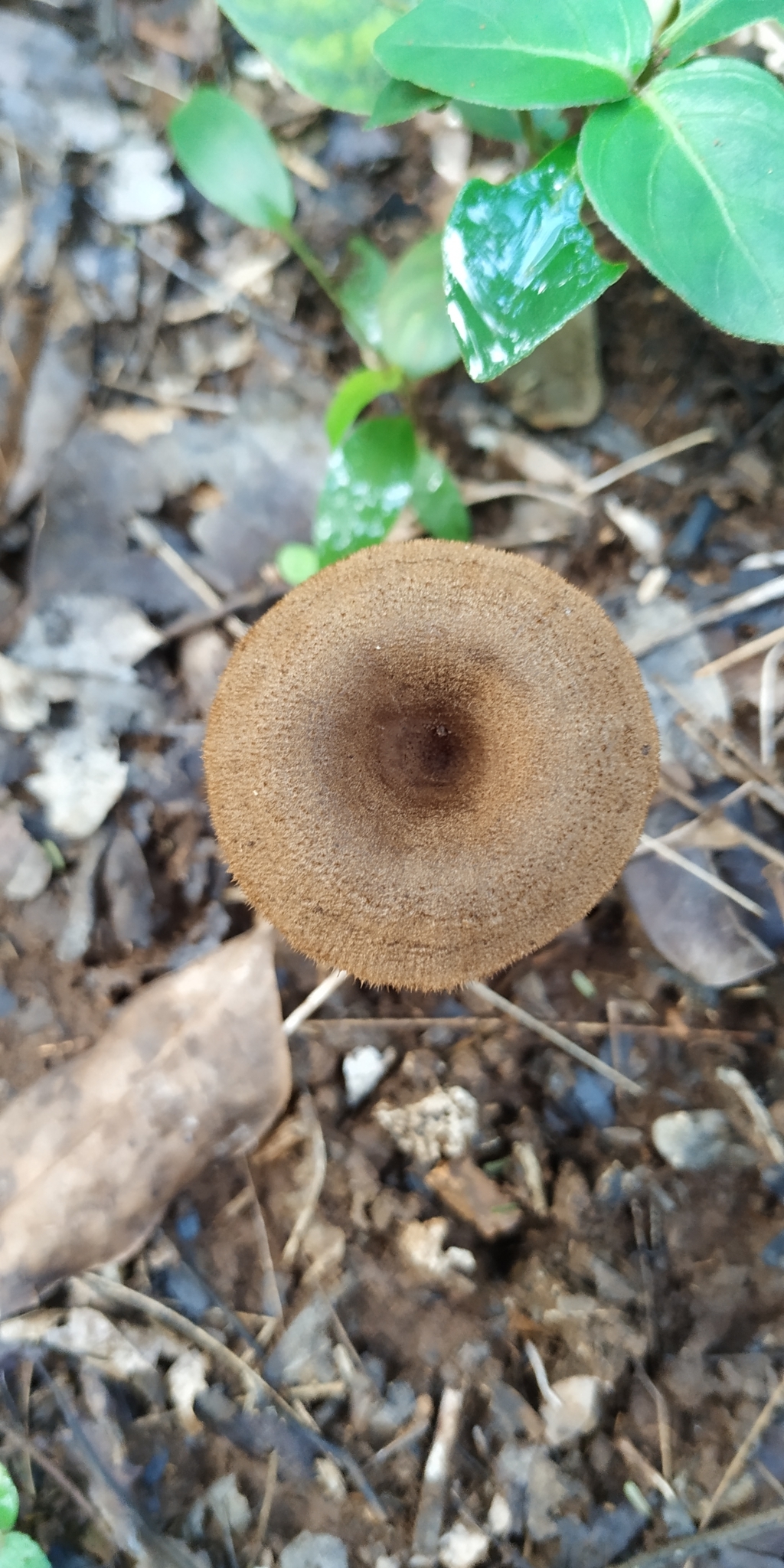 Panus velutinus (Fr.) Sacc.