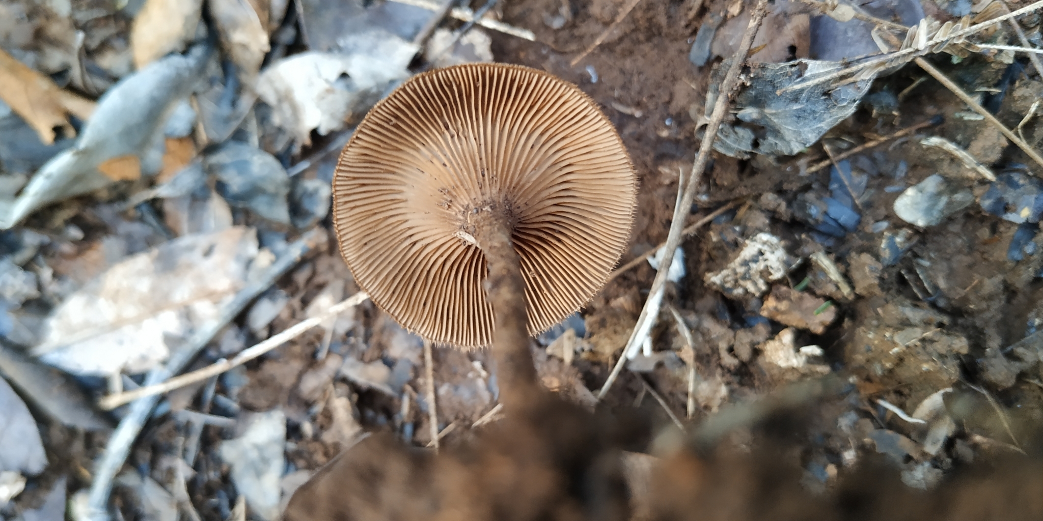 Panus velutinus (Fr.) Sacc.