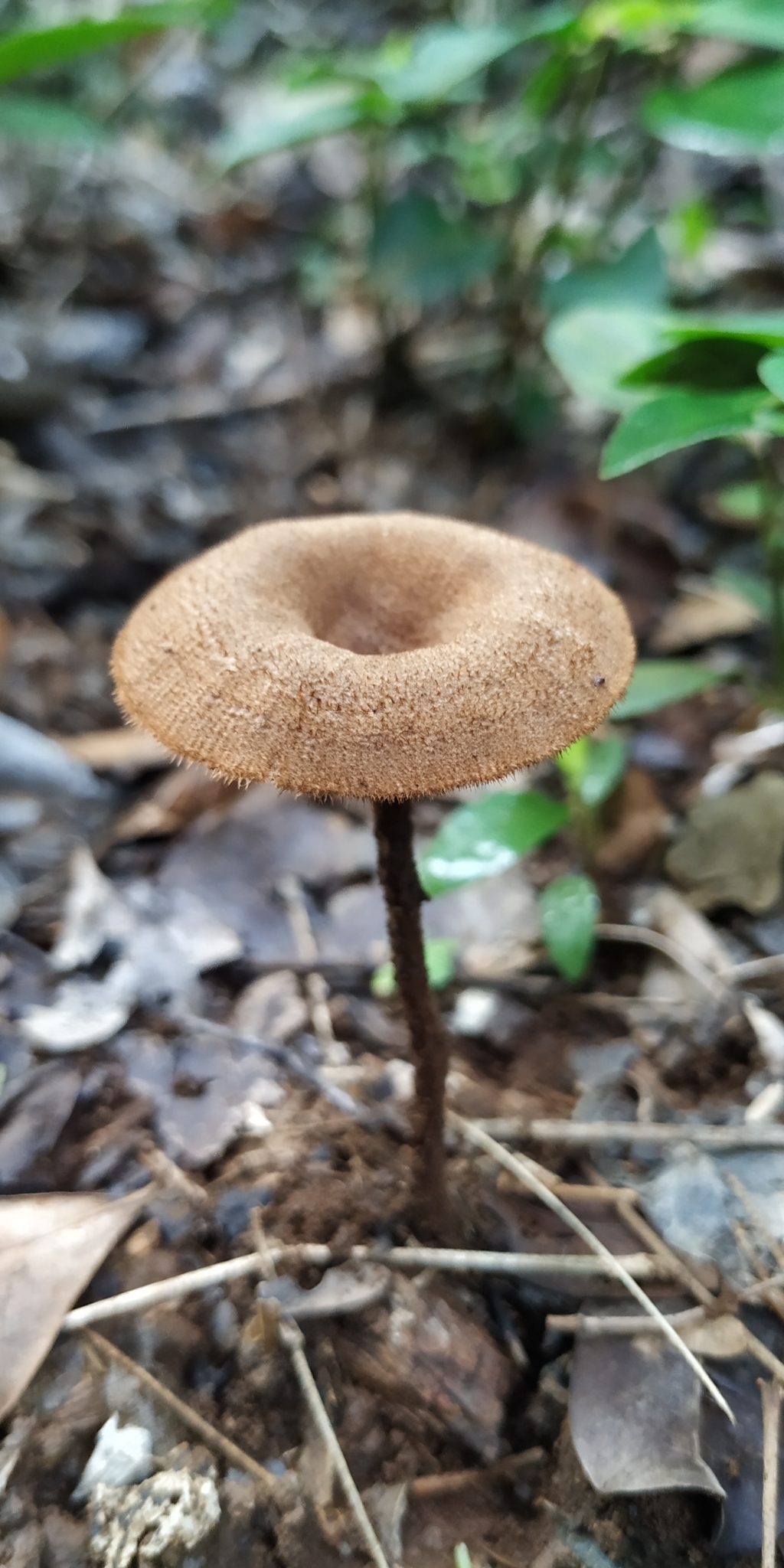 Panus velutinus (Fr.) Sacc.