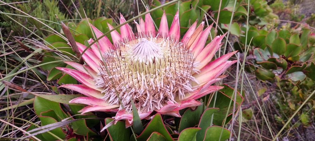 King Protea from Table Mountain National Park, Cape Town, WC, South ...