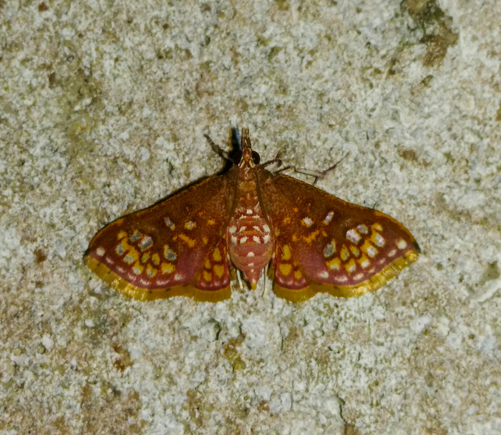 Pearl Moths from Juquitiba - SP, 06950-000, Brazil on December 22, 2016 ...