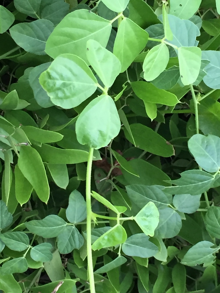 trailing fuzzy-bean from The Beaches, Jacksonville Beach, FL, USA on ...