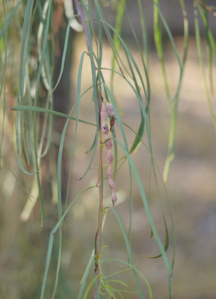 shoestring acacia from Liparoo VIC 3549, Australia on January 19, 2022 ...