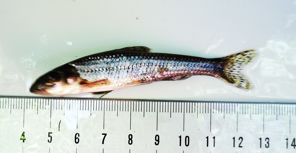 (Gobio) - Marine Life Identification