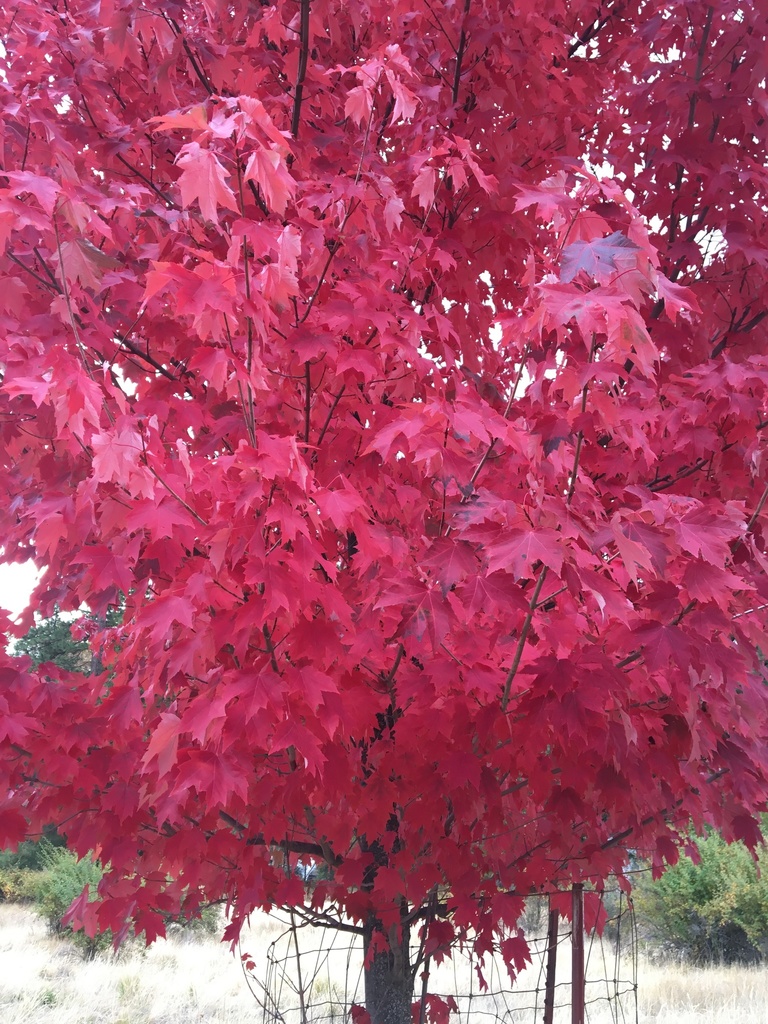 red maple from CA-49, Nevada City, CA, US on October 18, 2021 at 04:56 ...