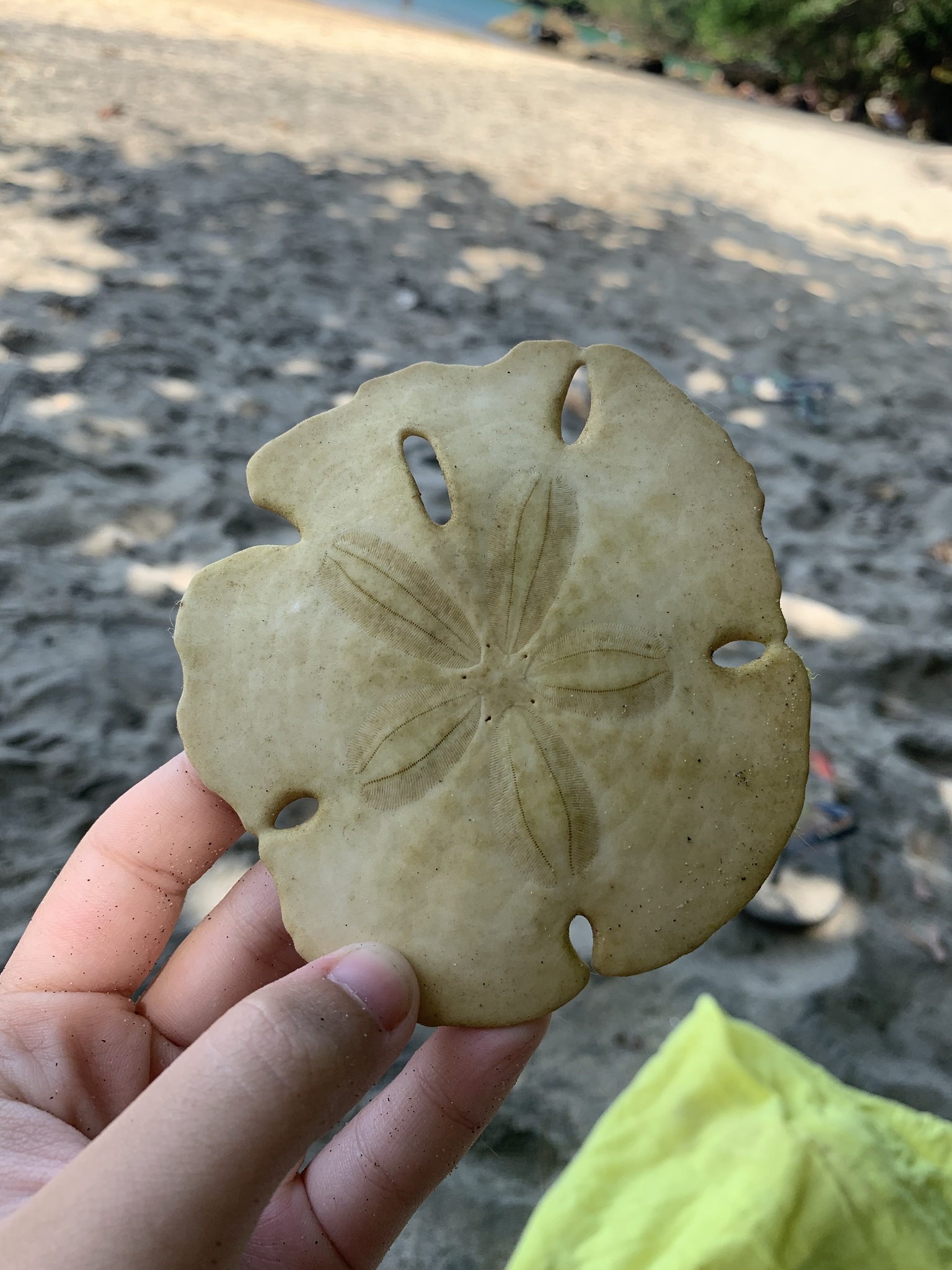 Encope emarginata (Leske, 1778)