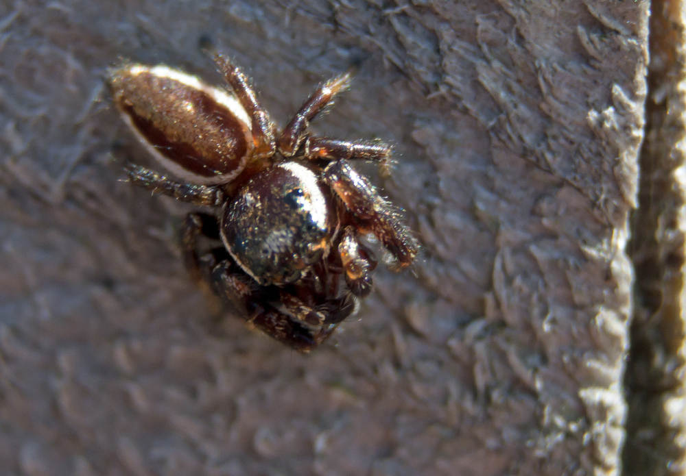White-banded Jumping Spider from Van Patten Woods FP, Lake County, IL ...