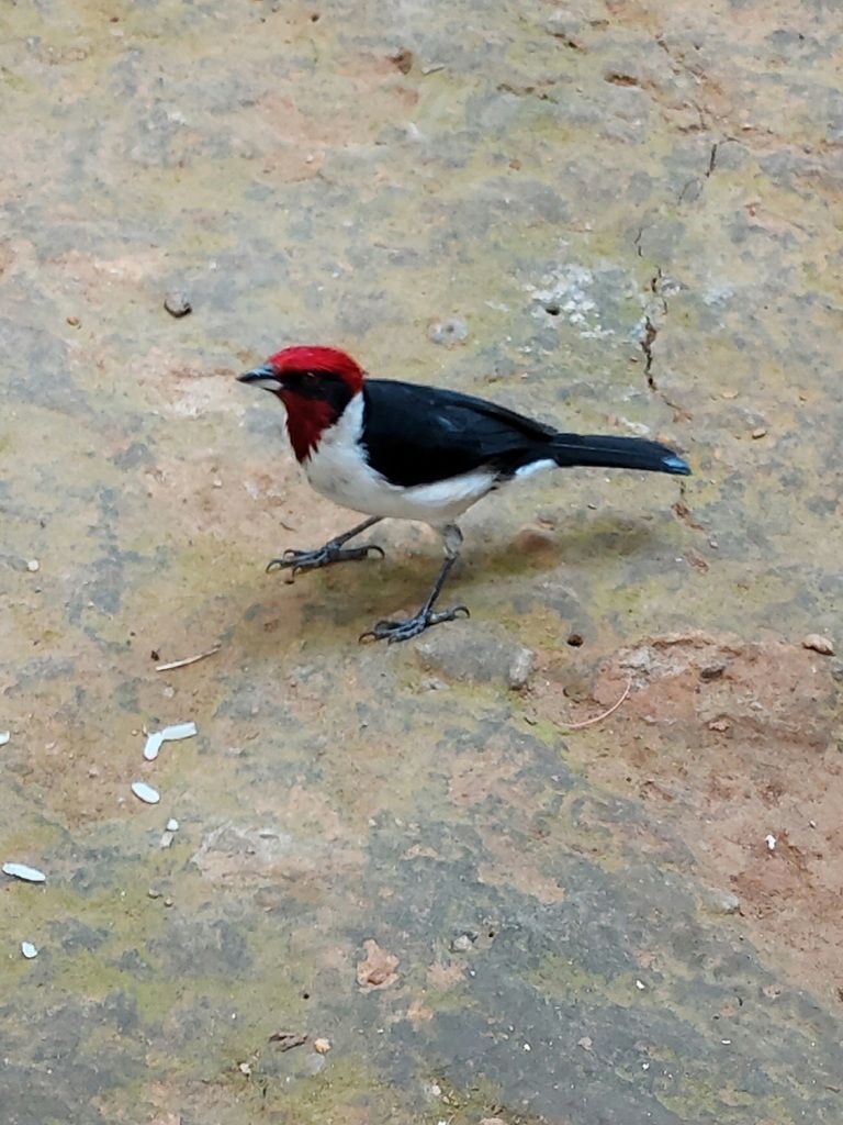 Masked Cardinal from Santa Rosalía, CO-VD, CO on January 26, 2022 at 09 ...