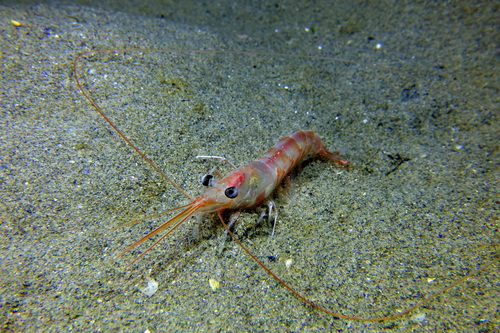 クダヒゲエビ属 (Solenocera)