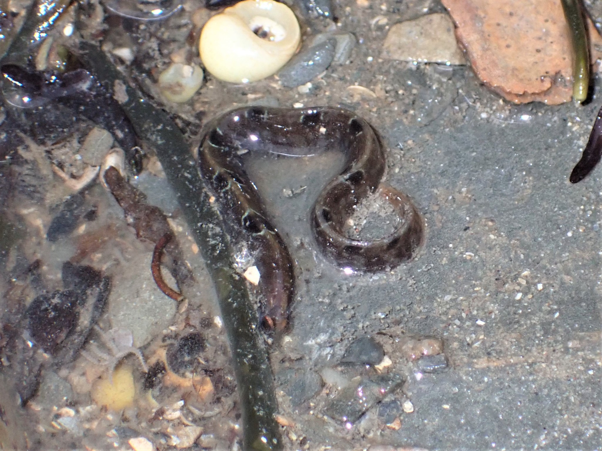 Pholis gunnellus (Linnaeus, 1758)