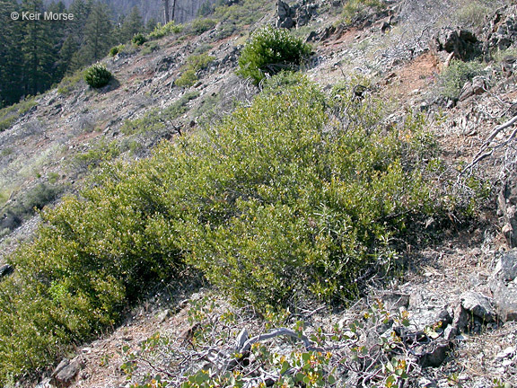huckleberry oak (Quercus vacciniifolia) - Botanical Realm