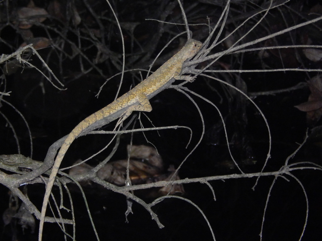 Diving Lizard in November 2021 by Khristian Venegas Valencia · iNaturalist