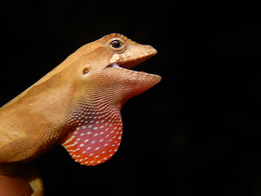 Yellow-tongued Anole in December 2021 by Khristian Venegas Valencia ...